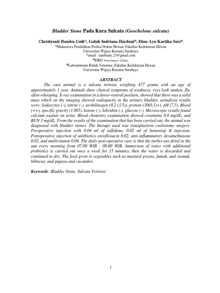 Jurnal Kasus Mandiri Bladder Stone - Christyanti Rambu Gedi | PDF ...