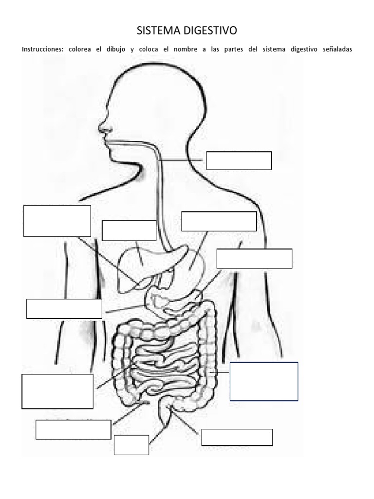 Dibujos Del Sistema Digestivo | PDF