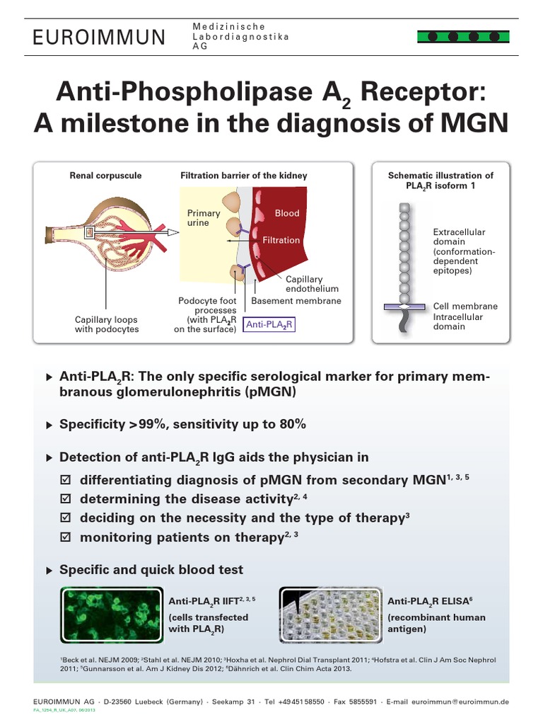 Anti PLA 2R - ELISA | PDF | Kidney | Clinical Medicine