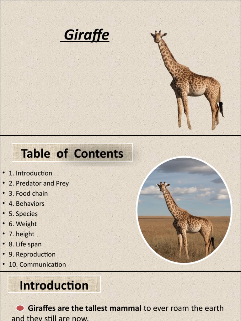 Giraffe | PDF
