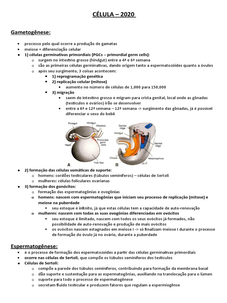 S1 - AULA 1 & 2 - Gametogênese, Fecun., Implan., 1, 2 e 3ra Semana ...