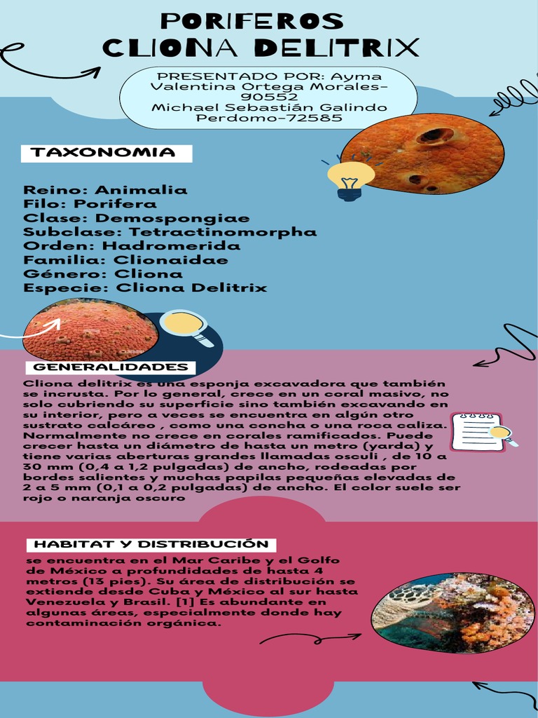 Características y hábitat de Cliona delitrix | PDF | Esponja | Ciencias ...