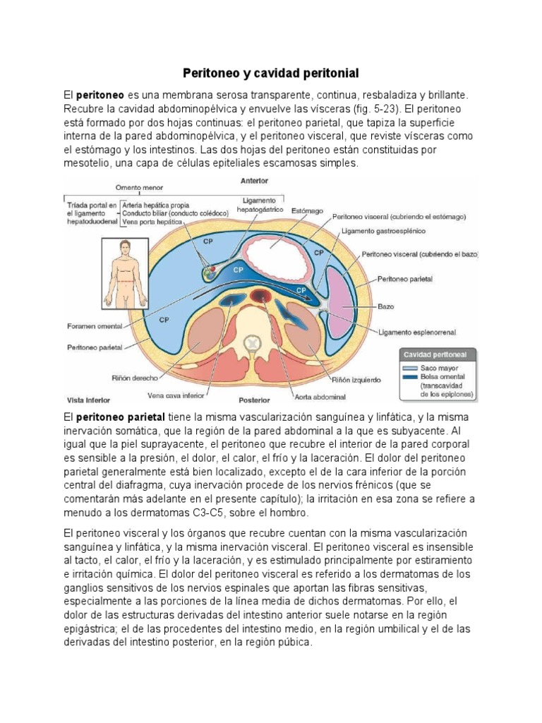 Anatomía y función del peritoneo | PDF | Peritoneo | Abdomen