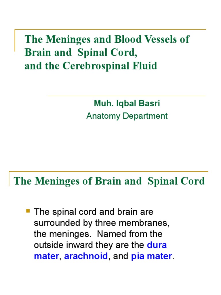 Meninges & Vascular | PDF | Spinal Cord | Cerebrospinal Fluid