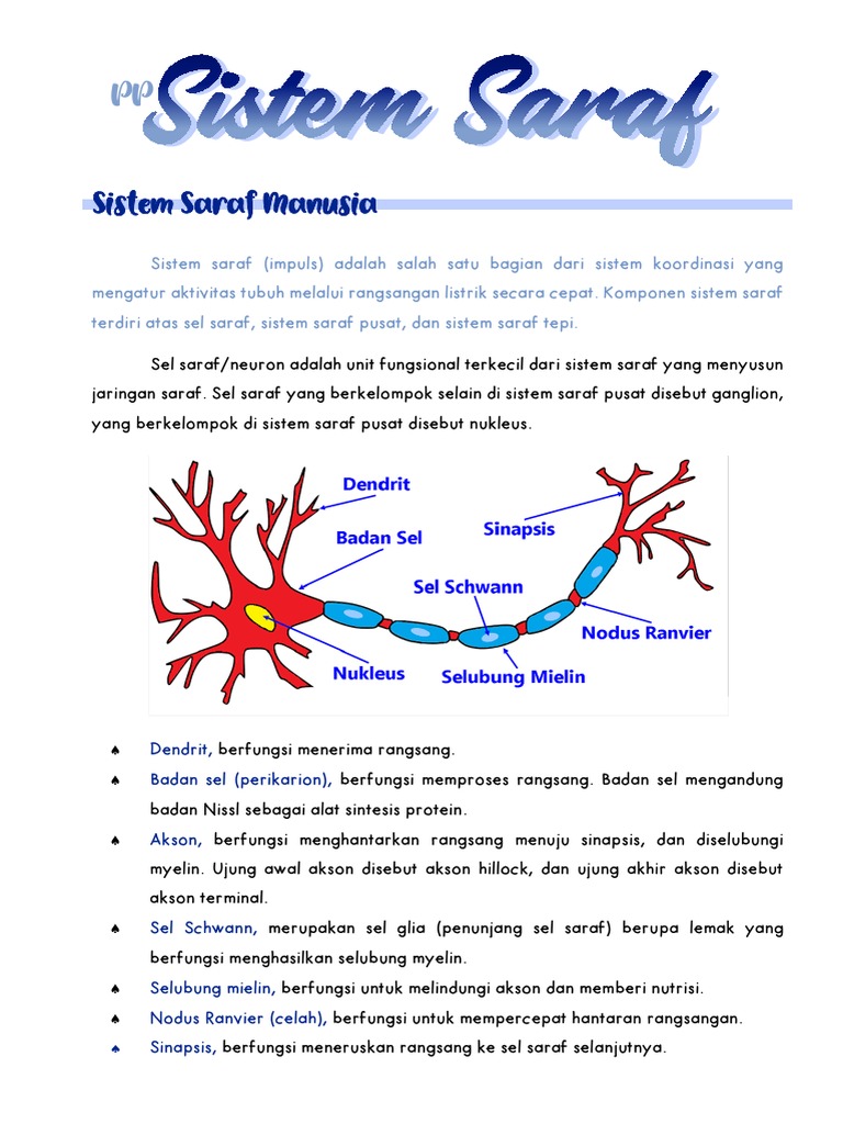Sistem Saraf Manusia | PDF