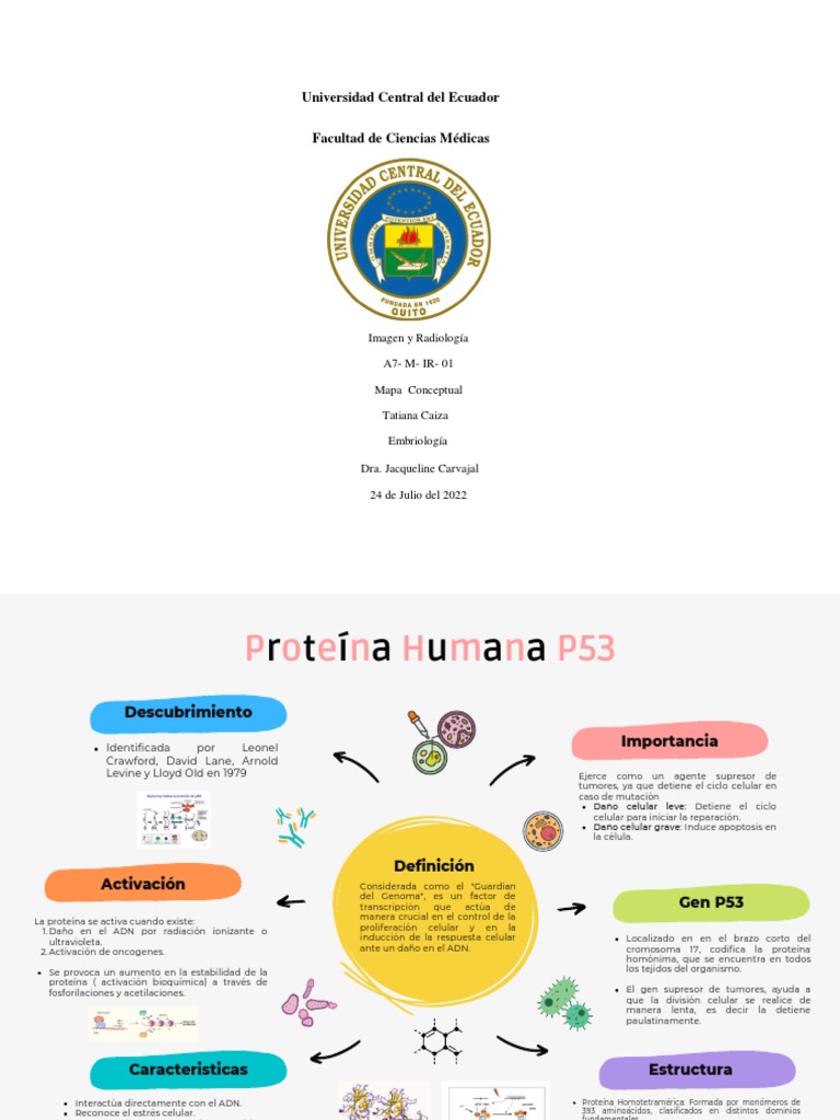 Función y características de la proteína p53 | PDF | P53 | Cáncer