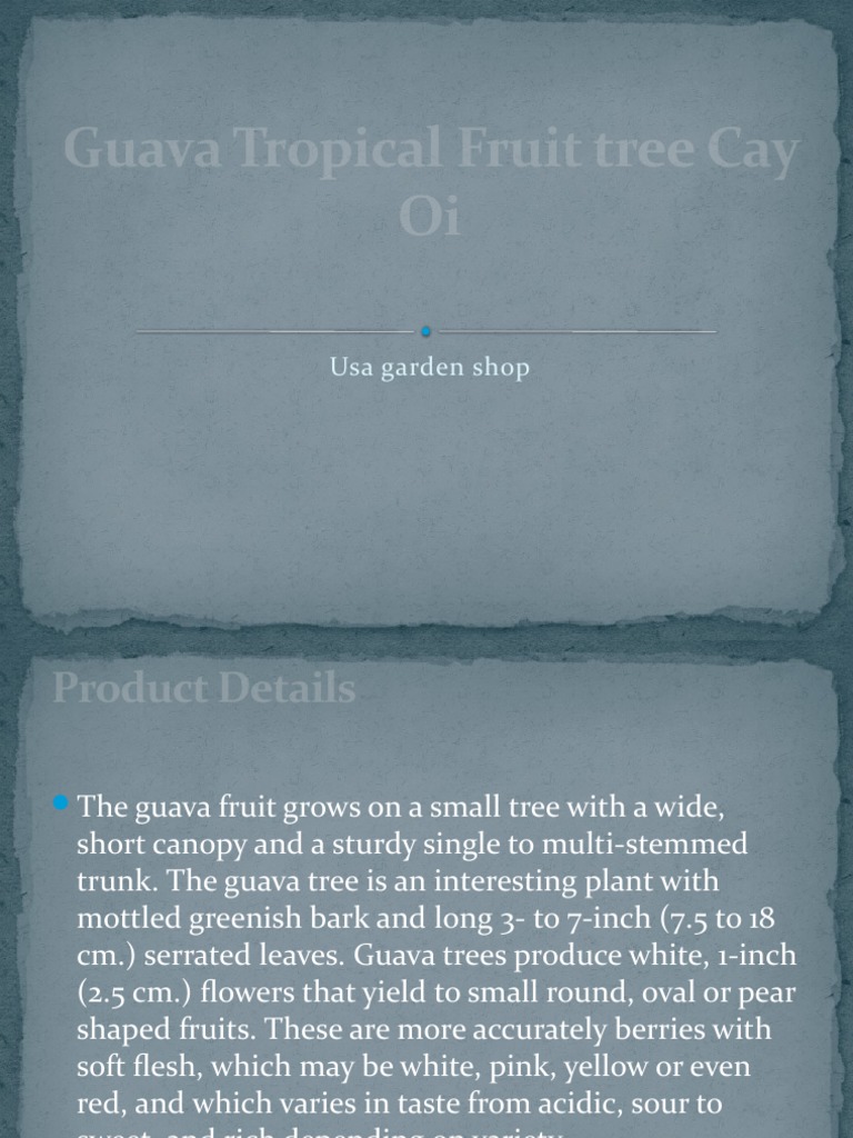 Guava Tropical Fruit Tree Cay Oi | PDF | Home & Garden | Science ...