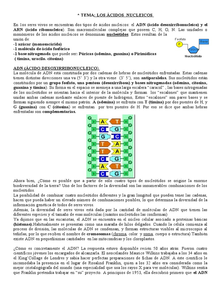Acidos Nucleicos ADN ARN | PDF | Rna | Adn