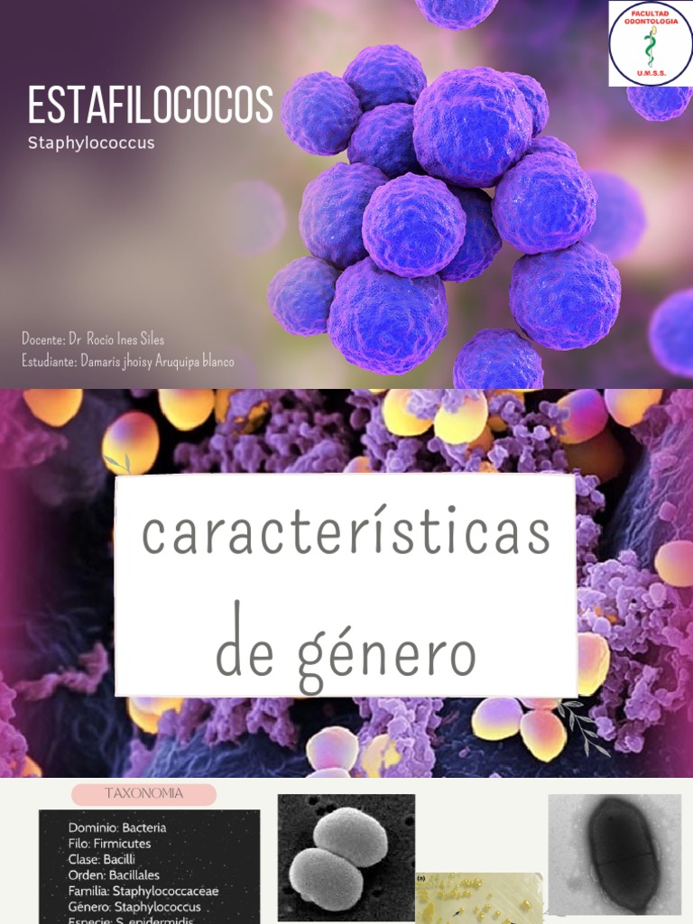 Estafilococo (Microbiologia) | PDF | Staphylococcus Aureus | Meningitis