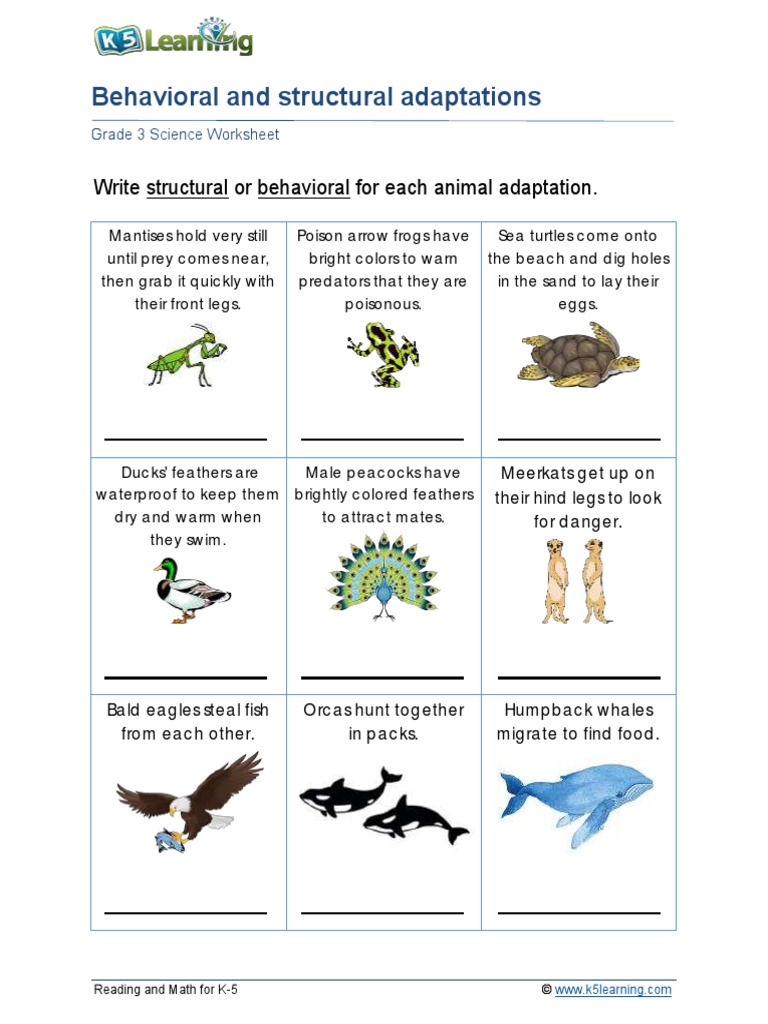 K-5 Animal Adaptations Worksheet | PDF