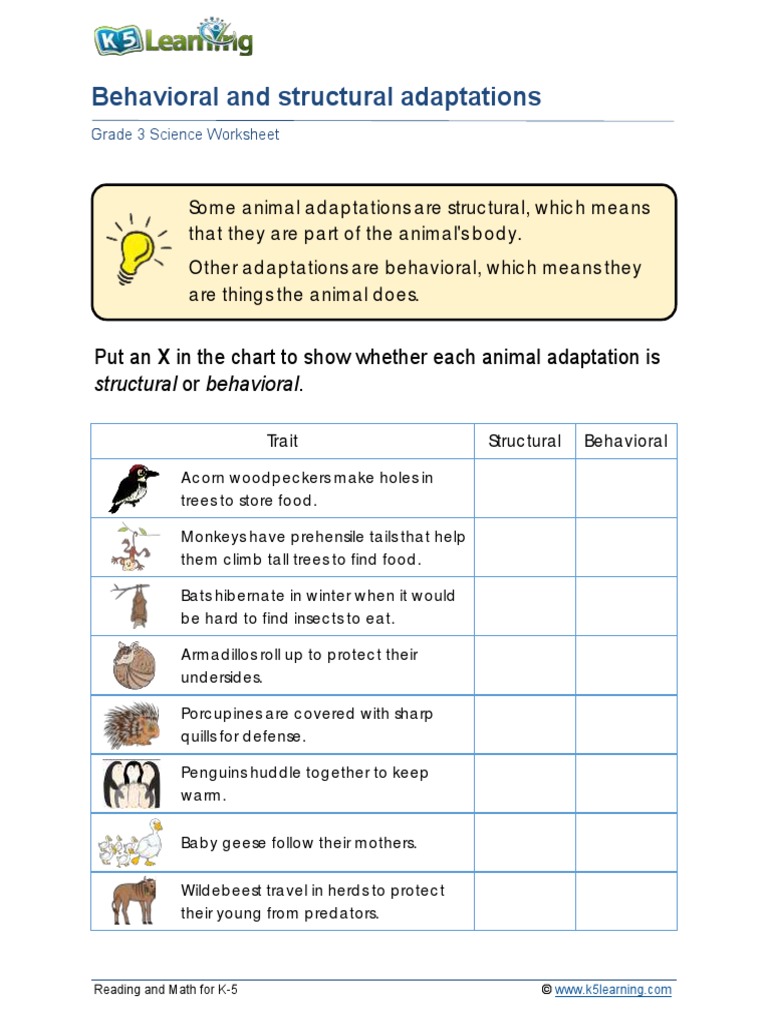 Grade 3 Behavioral Adaptations B | PDF | Home & Garden | General Fiction