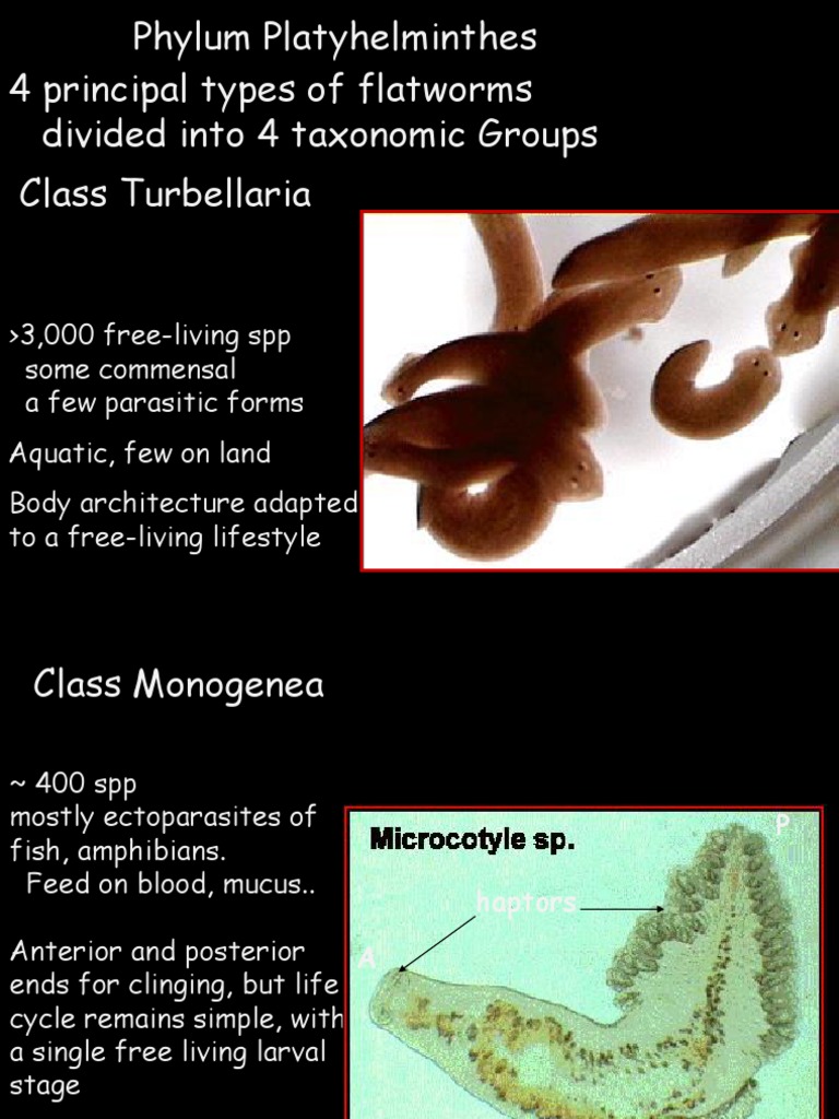 Flatworms, Segmented and Round Worms | PDF | Nematode | Parasitism