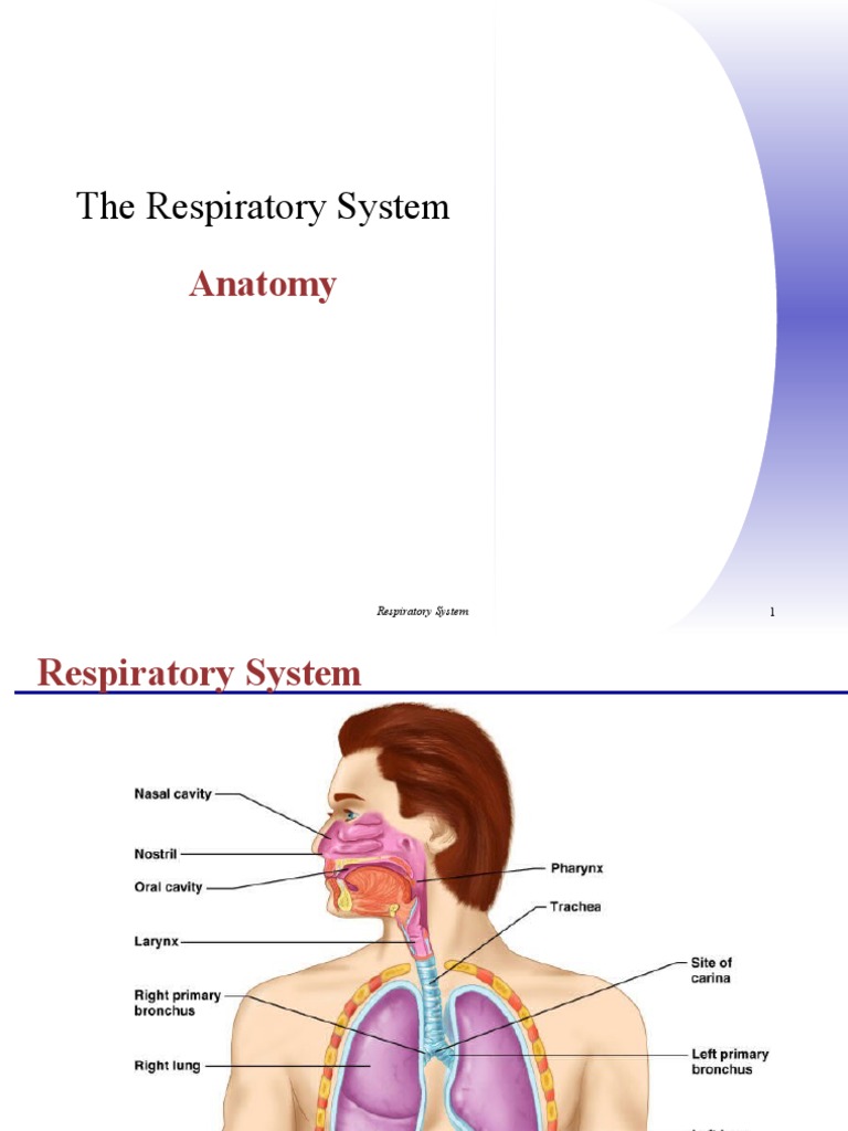 Overview of the Respiratory System | PDF | Respiratory Tract | Lung