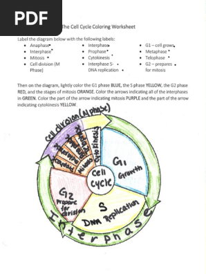 Cell Cycle Coloring Worksheet Doc CDC DPDx Pneumocystis
