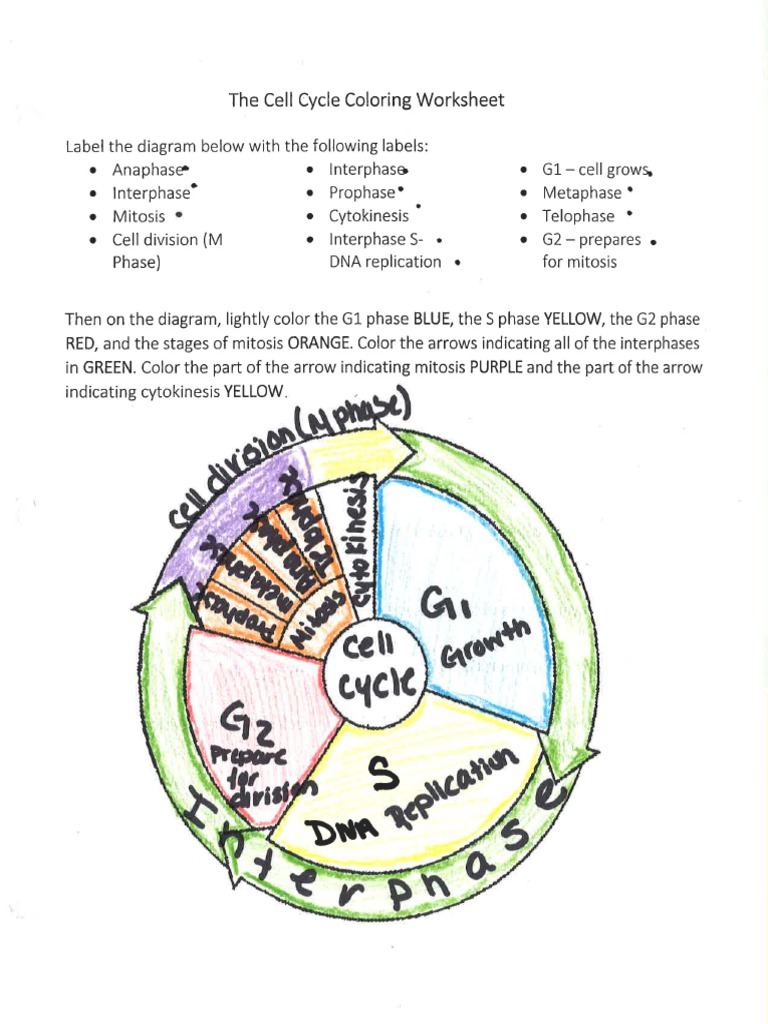 Cell Cycle Coloring Key | PDF