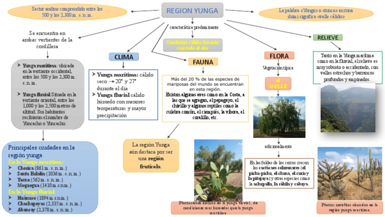 Esquema de Flora y Fauna en Yunga | PDF | Geografía Física | Geografía