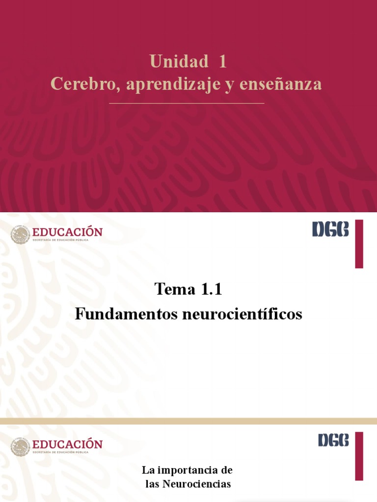 Tema 1.1 Fundamentos Neurocientíficos | PDF | Cerebro | Aprendizaje