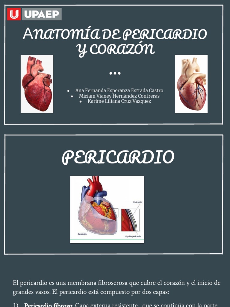 Anatomía corazón pericardio | PDF | Corazón | Sistema circulatorio