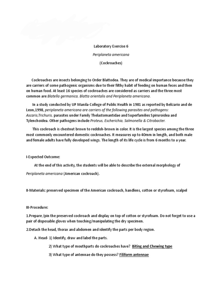 Cockroaches Morphology and Structures Notes | PDF | Insects | Hexapoda