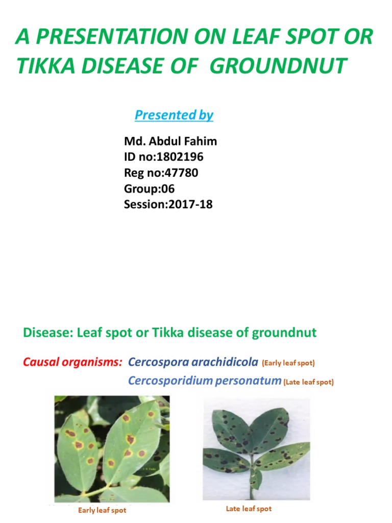 A Presentation On Leaf Spot or Tikka Disease of Groundnut | PDF | Home & Garden | Wellness