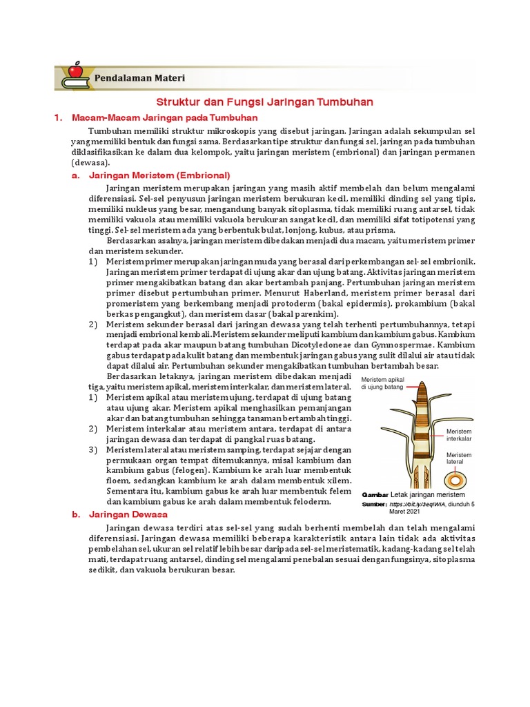 Struktur dan Fungsi Jaringan Tumbuhan | PDF | Sains & Matematika