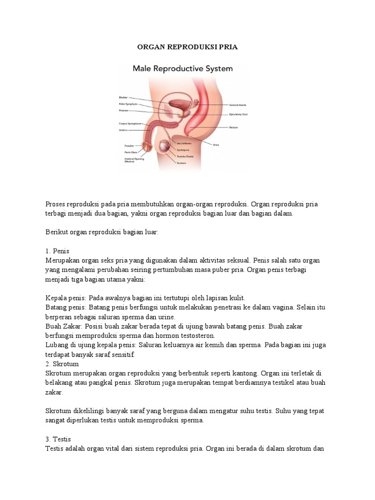 Organ Reproduksi Pria | PDF