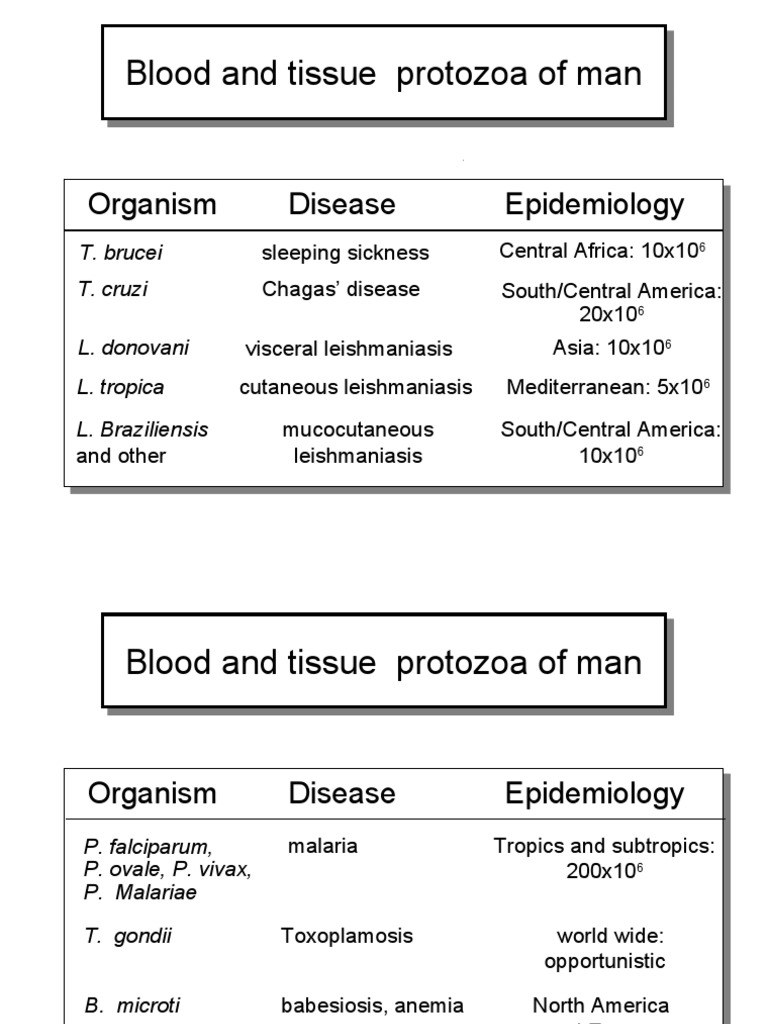 Blood and Tissue Protozoa Overview | PDF | Malaria | Plasmodium Falciparum