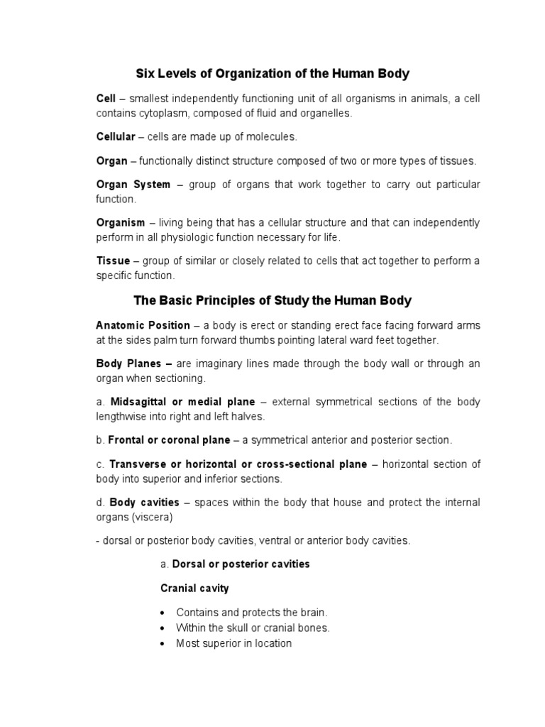 Anatomy and Physiology Basic Lectures | PDF | Epithelium | Neuron