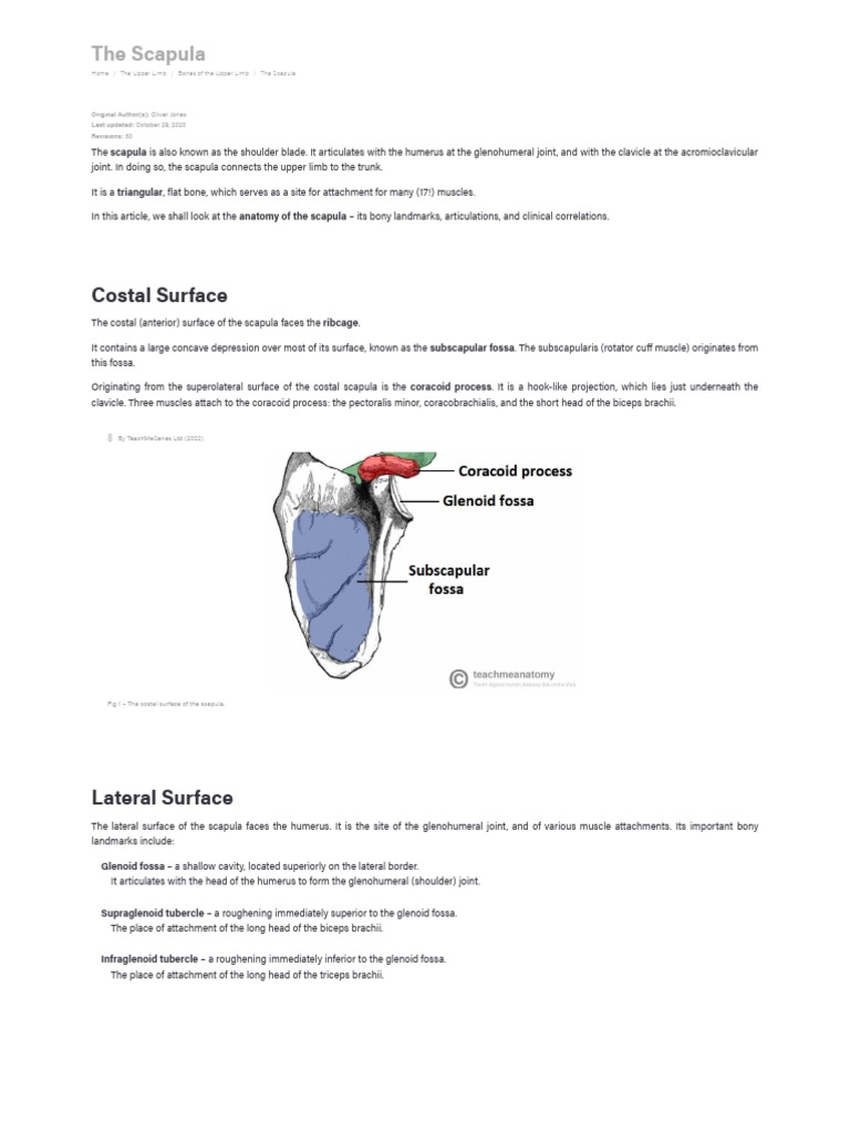 The Scapula - Surfaces - Fractures - Winging - TeachMeAnatomy | PDF ...