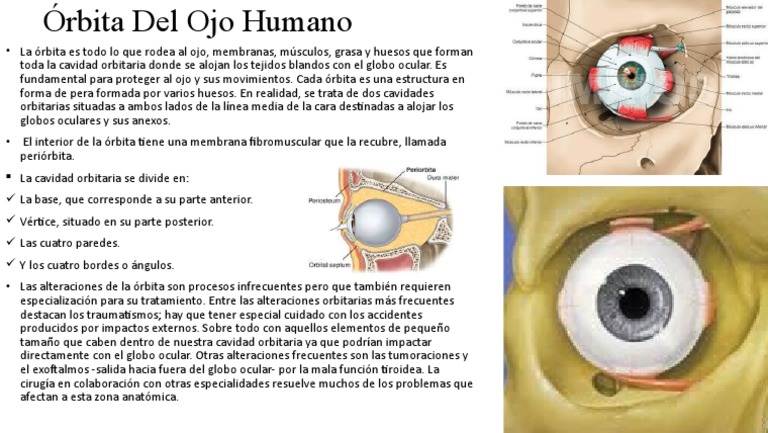 Órbita Del Ojo Humano | PDF