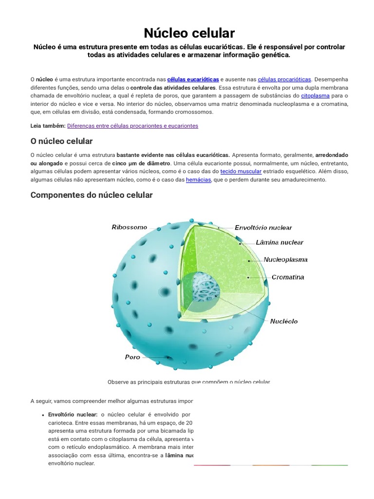 Núcleo Celular O Que é Componentes E Funções Brasil Escola Pdf