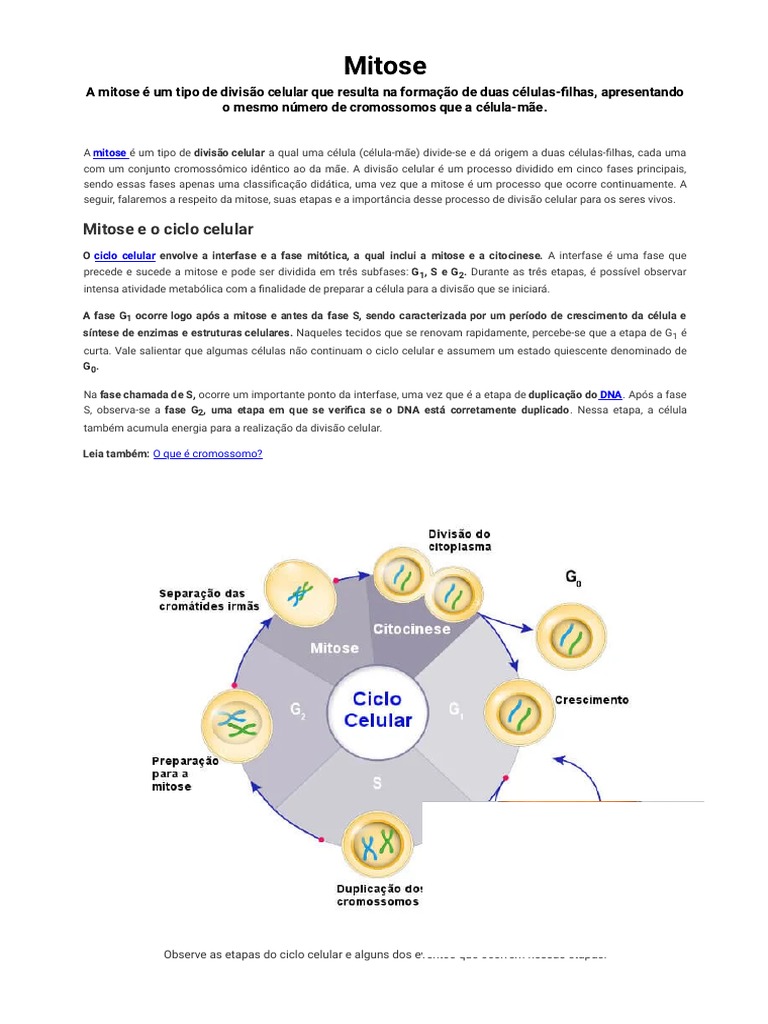Mitose - o Que É, Fases, Importância, Mitose X Meiose - Brasil Escola | PDF | Mitose | Meiose