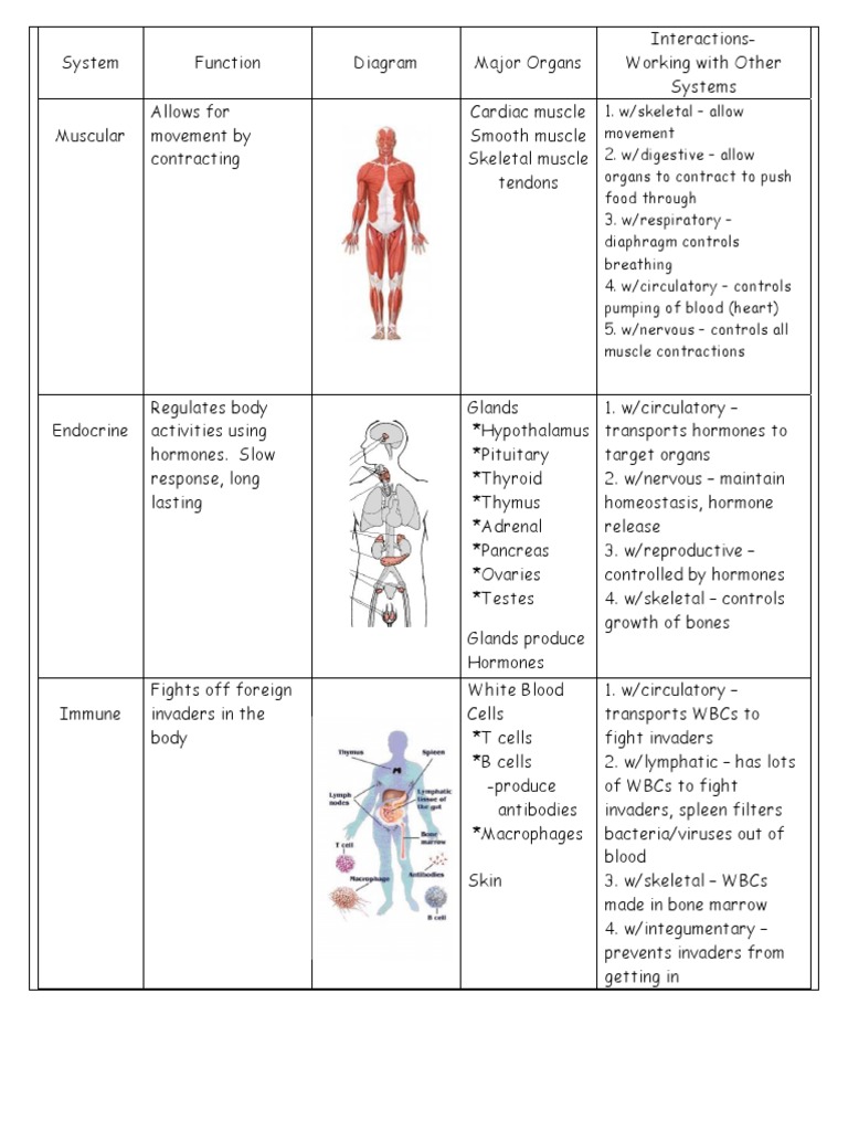 Body Systems Notes 4 | PDF | Human Body | Morphology (Biology)