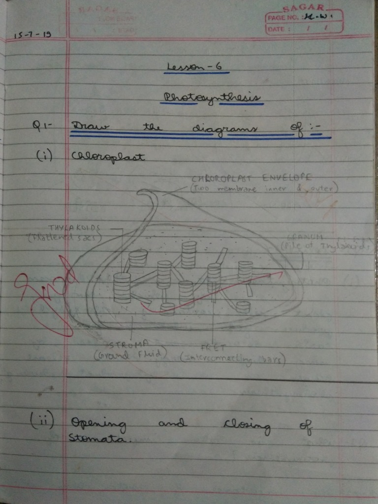 Photosynthesis Bio Class 10 | PDF | Photosynthesis | Photochemistry