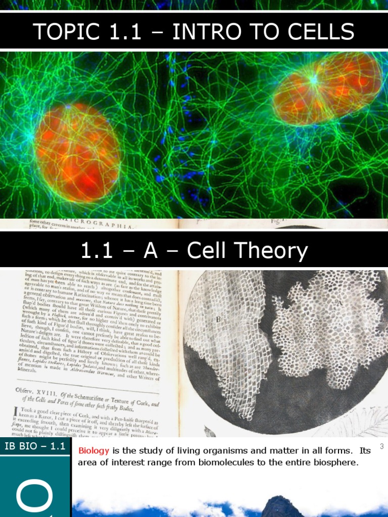 IB Biology 2016 - 1.1 - Intro To Cells | PDF | Cell Potency | Cellular ...
