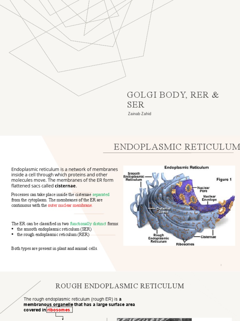 Golgi Body, Rer & Ser | PDF | Endoplasmic Reticulum | Cell Biology