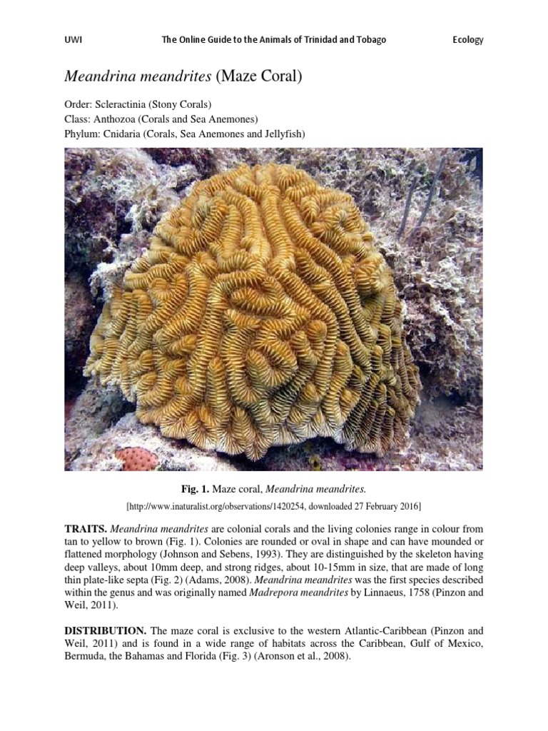 Meandrina_meandrites - Maze Coral | PDF | Coral | Coral Reef