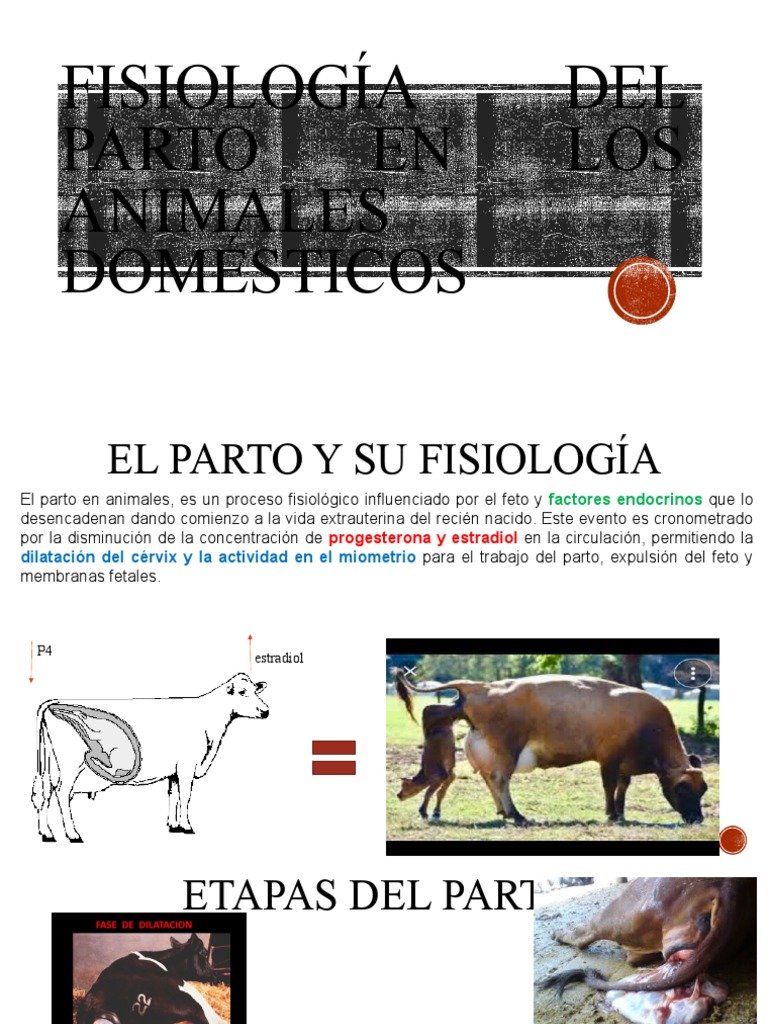 Fisiología del Parto en Animales Domésticos | PDF