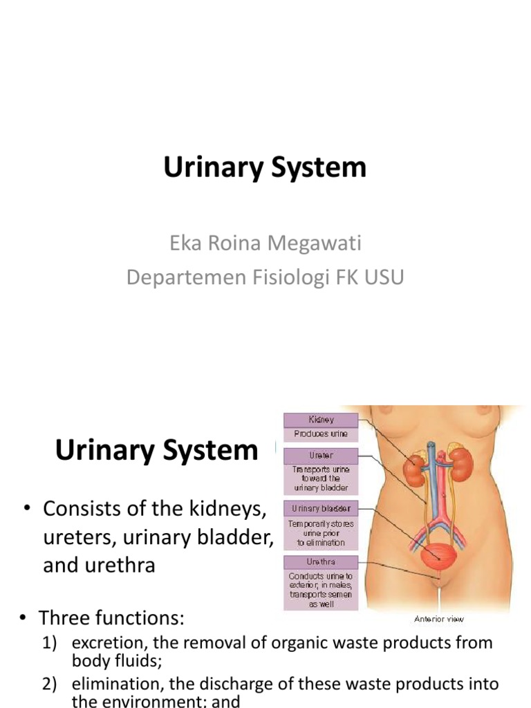 Fungsi Ginjal | PDF | Kidney | Homeostasis