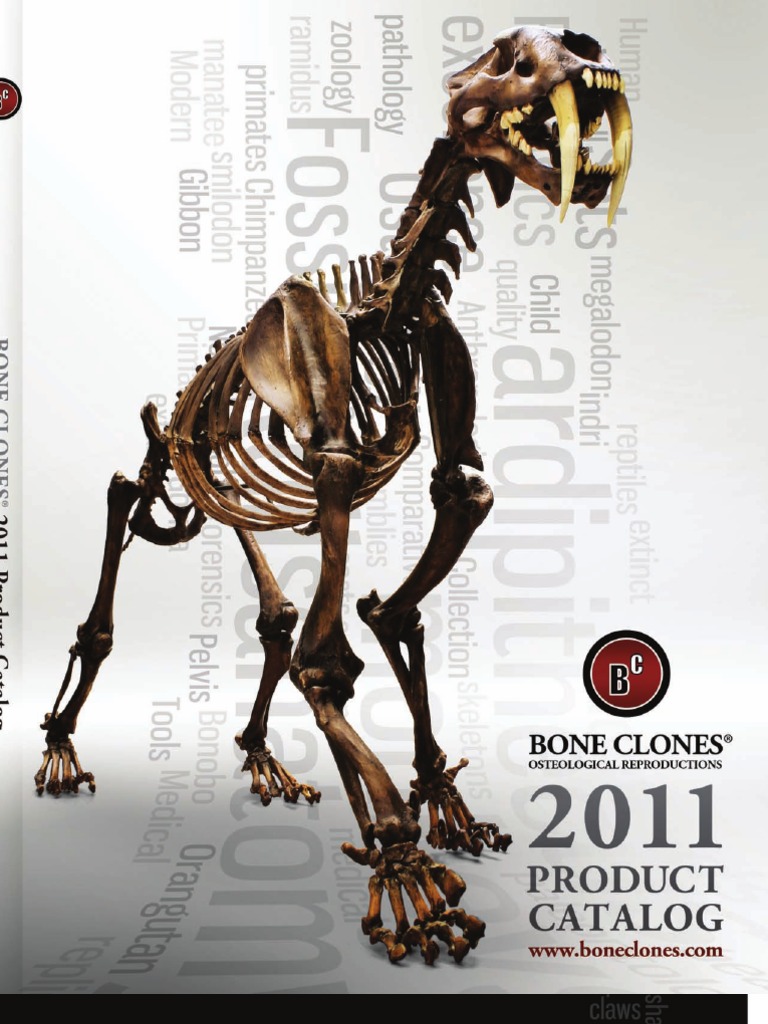 Bone Clones Catalog | PDF | Vertebra | Skull