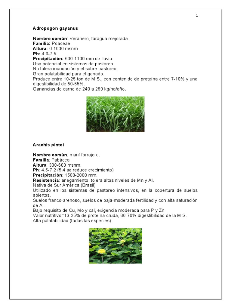 PASTO | PDF | Lluvia | Pasto