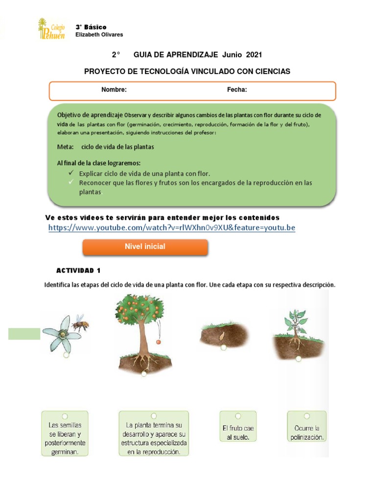 Ciclo de Vida de Plantas con Flor | PDF | Flores | Plantas