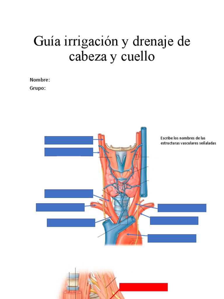 Guía irrigación y drenaje de cabeza y cuello | PDF