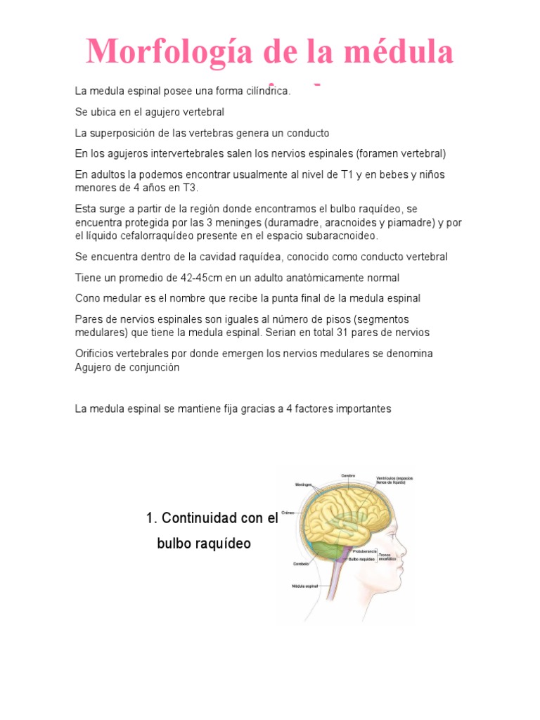 Morfologia Medula Espinal | PDF | Médula espinal | Órgano (anatomía) Morfologia Medula Espinal | PDF | Médula espinal | Órgano (anatomía)