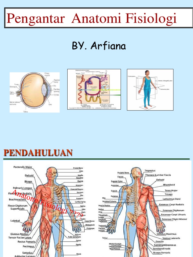 MATERI 1 DOSEN Pengantar Anatomi Dan Fisiologi 2021 | PDF