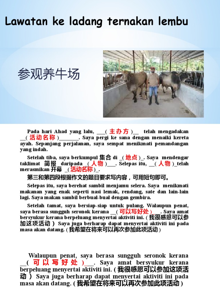 Tema 6 - Karangan - Lawatan Ke Ladang Ternakan Lembu | PDF