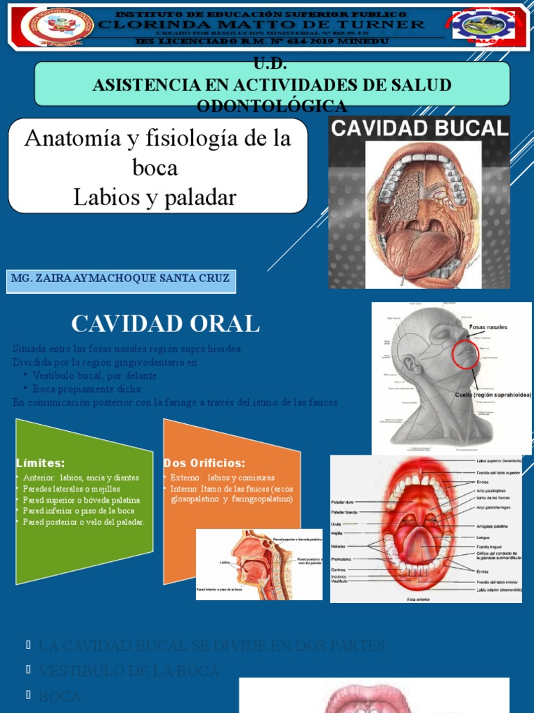 2 Anatomia de La Boca (Labios Paladar) | PDF | Boca | Lengua