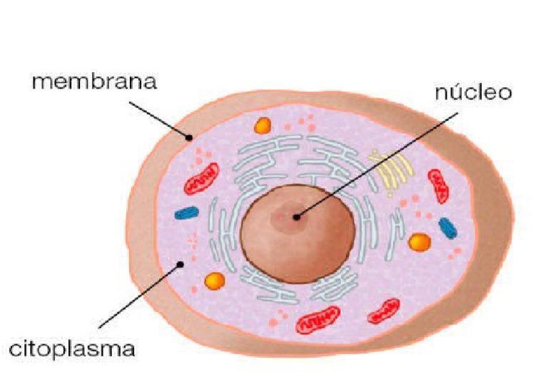 dibujo de la celula | PDF