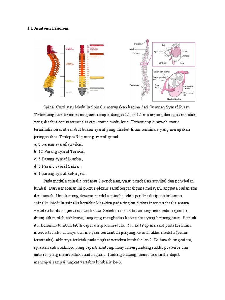 31 Saraf Spinal dan Fungsinya | PDF | Sains & Matematika