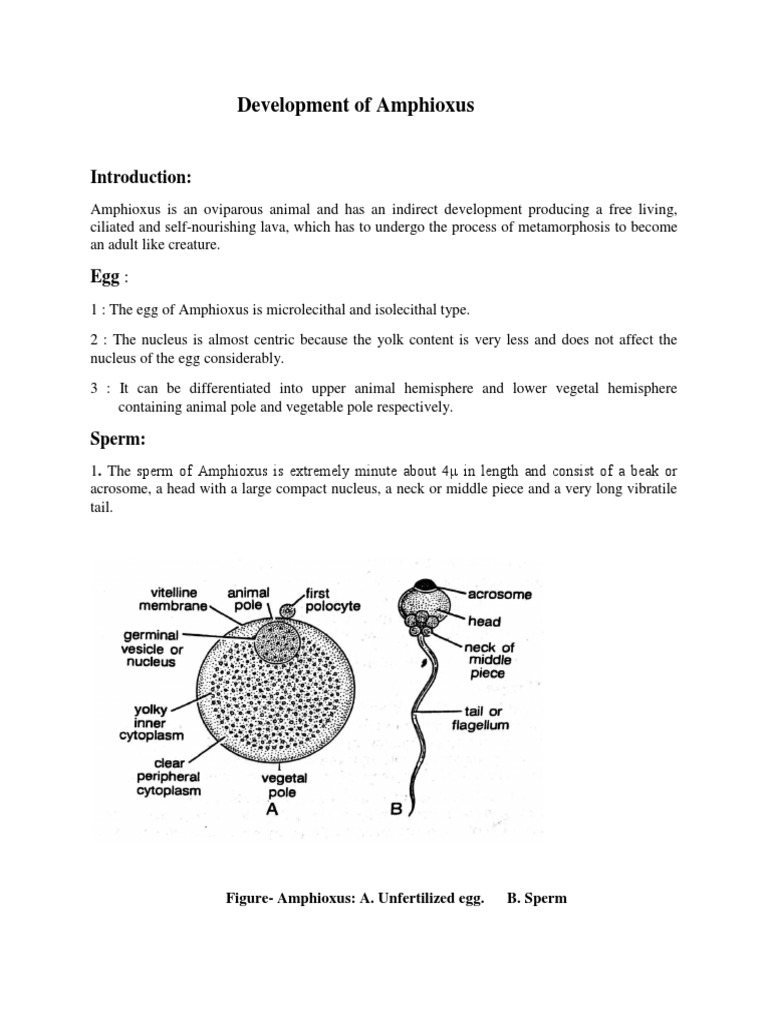 Embyology UG Part II Note 2 - Development of Amphioxus Drprity Mam2 ...